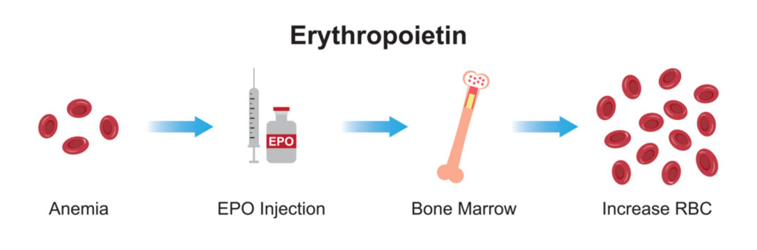 Erythropoietin Images – Browse 623 Stock Photos, Vectors, and Video | Adobe Stock