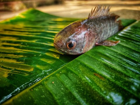 Anabantidae bilder – Bläddra bland 250 stockfoton, vektorer och videor ...