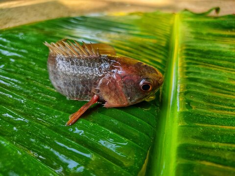 Anabantidae Bilder – Durchsuchen 436 Archivfotos, Vektorgrafiken und ...