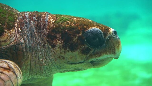 Loggerhead Images – Browse 7,939 Stock Photos, Vectors, and Video ...