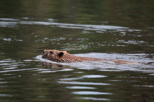 "Canadian Beaver" Images – Browse 1,894 Stock Photos, Vectors, and ...