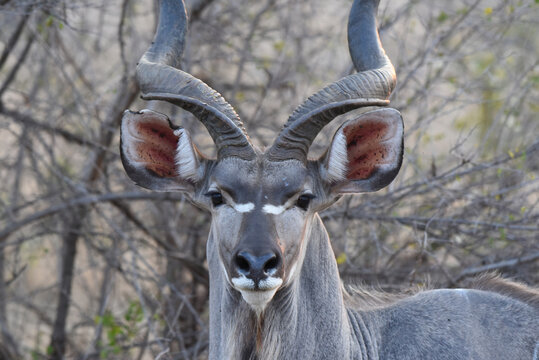 Kudu
