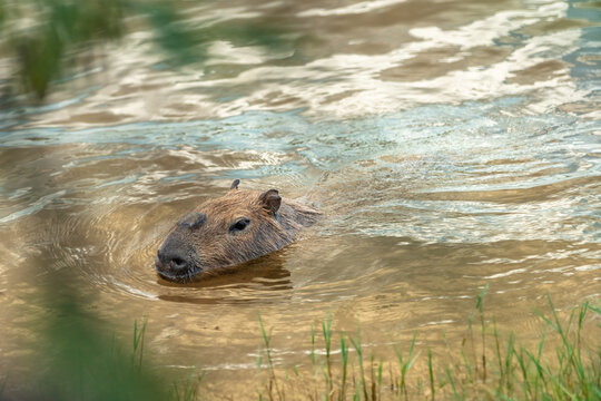 รูปภาพKapibara – เลือกดูภาพถ่ายสต็อก เวกเตอร์ และวิดีโอ171 | Adobe Stock