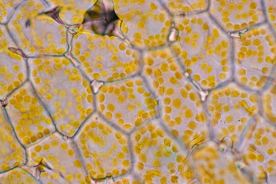 รูปภาพChromoplast – เลือกดูภาพถ่ายสต็อก เวกเตอร์ และวิดีโอ81 | Adobe Stock