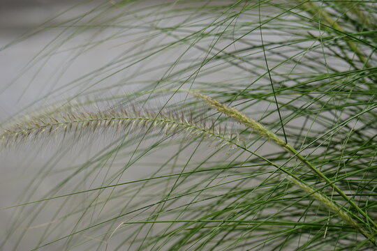 รูปภาพAlang-Alang – เลือกดูภาพถ่ายสต็อก เวกเตอร์ และวิดีโอ14,558 ...