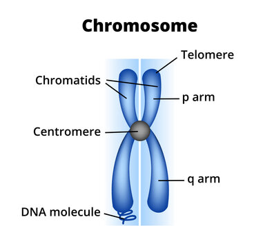 Chromatid Images – Browse 945 Stock Photos, Vectors, and Video | Adobe ...