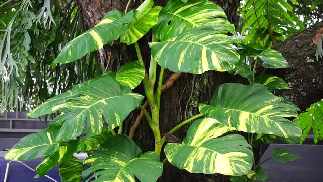 "Golden Pothos" Images – Browse 8,058 Stock Photos, Vectors, and Video ...