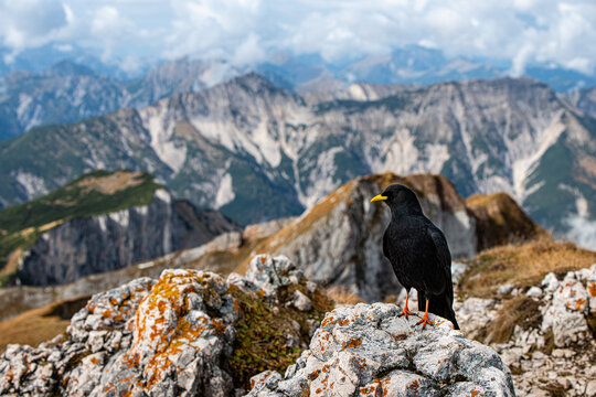 Alpendole Bilder – Durchsuchen 81 Archivfotos, Vektorgrafiken und ...