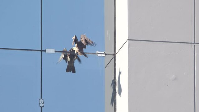 Peregrine Falcon Dive Images – Browse 609 Stock Photos, Vectors, and ... Peregrine Falcon Dive Images – Browse 609 Stock Photos, Vectors, and ...