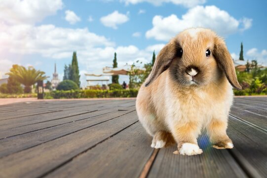 Kaninchenbau Bilder – Durchsuchen 4,007 Archivfotos, Vektorgrafiken und ...