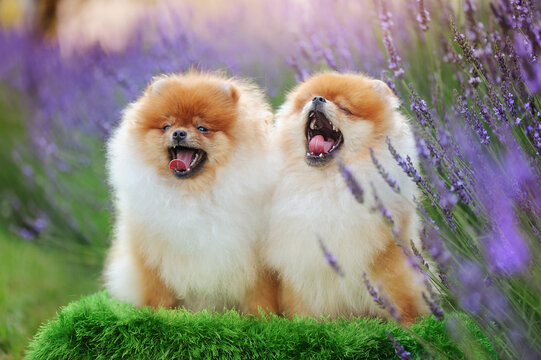 Imagens de Sleepy – Explore Fotografias do Stock, Vetores e Vídeos de ...