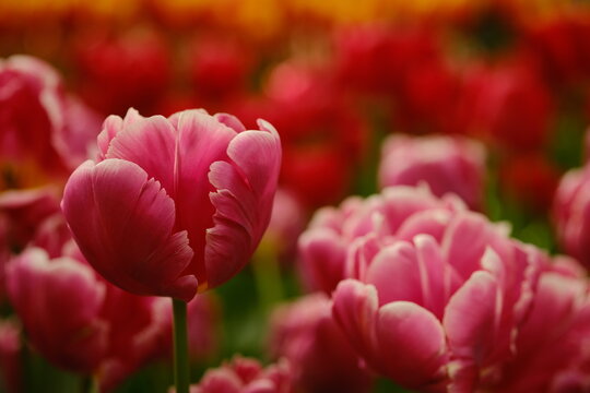 Pseudanthium Images – Browse 657,495 Stock Photos, Vectors, and Video ...