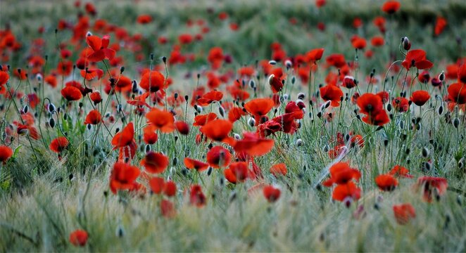 Pseudanthium Images – Browse 657,495 Stock Photos, Vectors, and Video ...