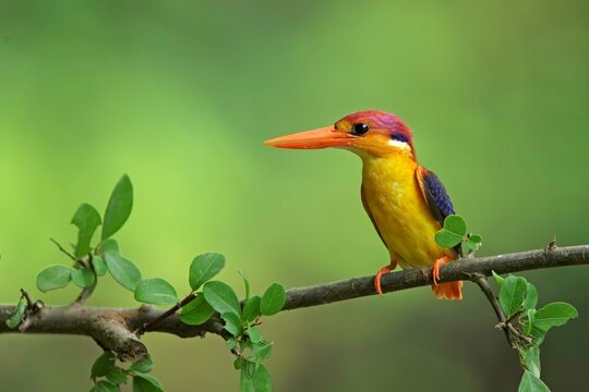 Perching Images – Browse 1,752,790 Stock Photos, Vectors, and Video ...