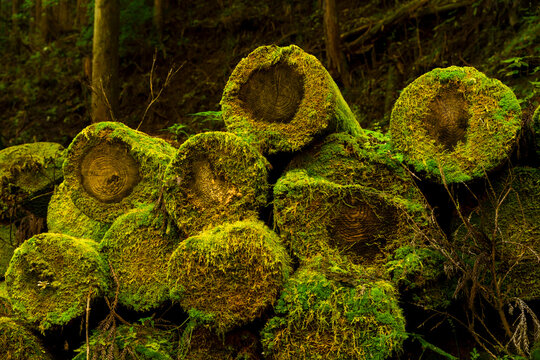 Dinusha photos, images, assets | Adobe Stock