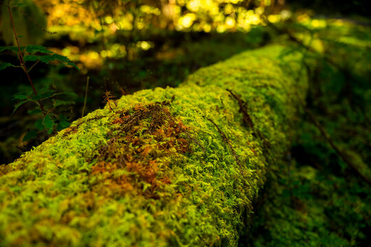 Dinusha photos, images, assets | Adobe Stock