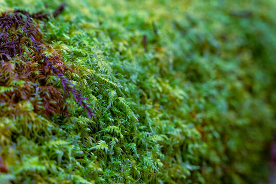 Dinusha photos, images, assets | Adobe Stock