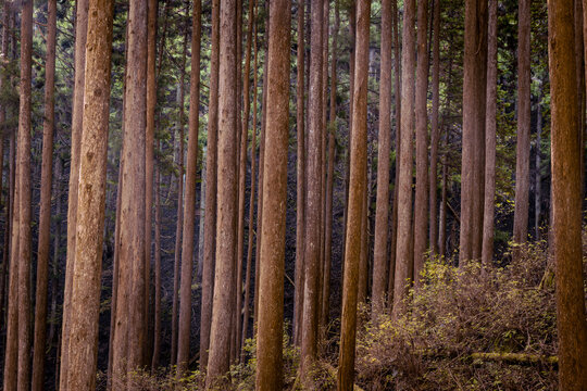 Dinusha photos, images, assets | Adobe Stock