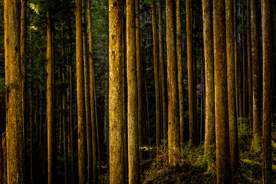 Dinusha photos, images, assets | Adobe Stock