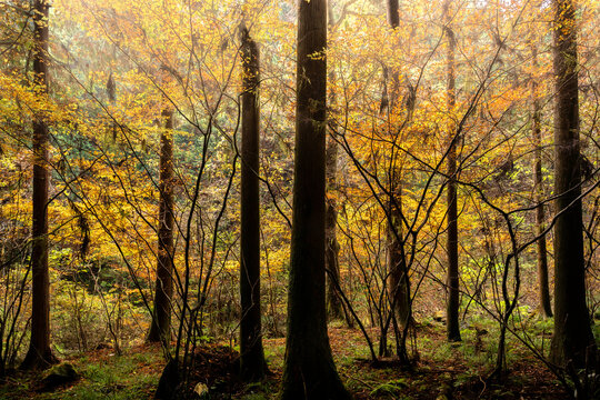 Dinusha photos, images, assets | Adobe Stock