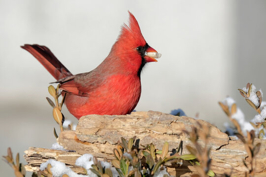 "Northern Cardinal" Images – Browse 42,577 Stock Photos, Vectors, and ...