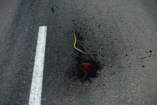 "Dead Snake"-Bilder: Stock-Fotos & -Videos. | Adobe Stock