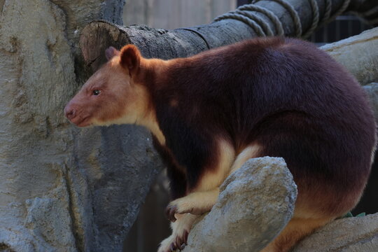 Diprotodontia Images – Parcourir 1,531 le catalogue de photos, vecteurs ...