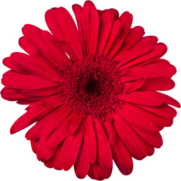 "Gerbera Daisy" Images – Browse 170,956 Stock Photos, Vectors, and ...