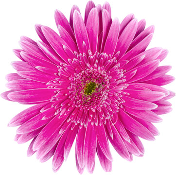 Pseudanthium Images – Browse 657,495 Stock Photos, Vectors, and Video ...