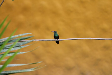 15+ Free Hummingbird Wallpapers | Free HD Downloads - Pikwizard