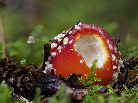 รูปภาพDestruenten – เลือกดูภาพถ่ายสต็อก เวกเตอร์ และวิดีโอ861 | Adobe Stock