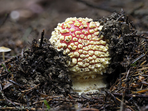 Destruenten Bilder – Durchsuchen 2,440 Archivfotos, Vektorgrafiken und ...