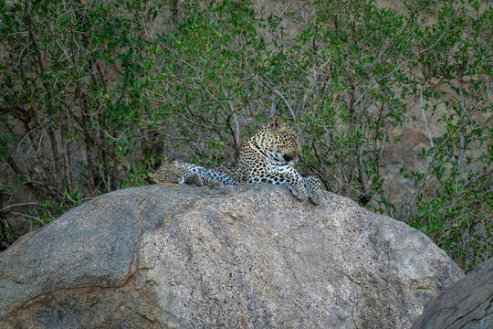 Doze Images – Browse 262,277 Stock Photos, Vectors, and Video | Adobe Stock