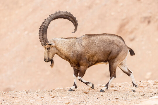 "Nubian Ibex" Images – Browse 1,289 Stock Photos, Vectors, and Video ...