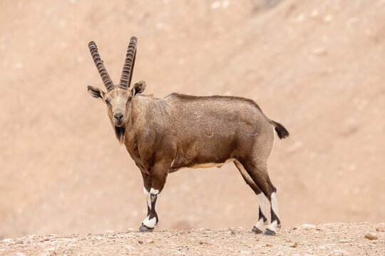"Nubian Ibex" Images – Browse 1,680 Stock Photos, Vectors, and Video ...