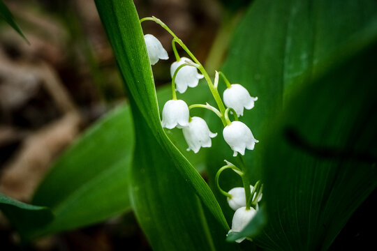 Maj Bilder – Durchsuchen 3,957 Archivfotos, Vektorgrafiken und Videos ...