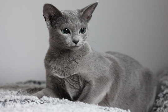 Imágenes de Kot: descubre bancos de fotos, ilustraciones, vectores y ...