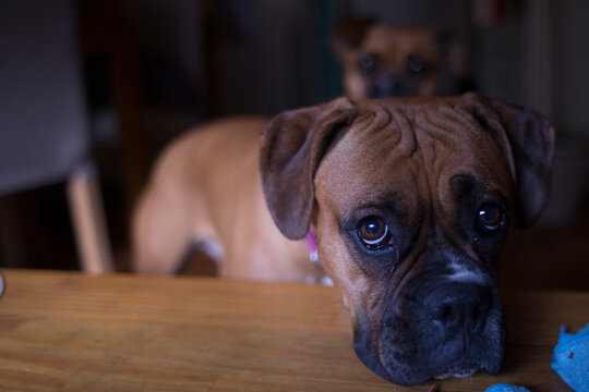 「Bocker」の写真素材 | 24件の無料イラスト画像 | Adobe Stock