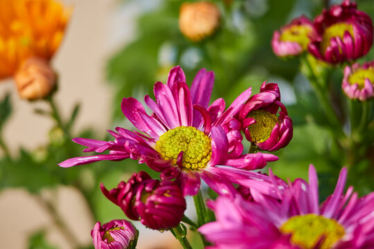 Chrysanth Bilder – Durchsuchen 1,493 Archivfotos, Vektorgrafiken und ...