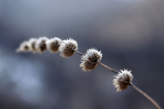 Pseudanthium bilder – Bläddra bland 657,816 stockfoton, vektorer och ...
