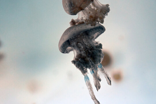 Ostentatious Images – Browse 5,564 Stock Photos, Vectors, and Video ...