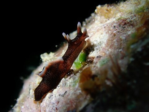 Anaspidea Bilder – Durchsuchen 689 Archivfotos, Vektorgrafiken und ...