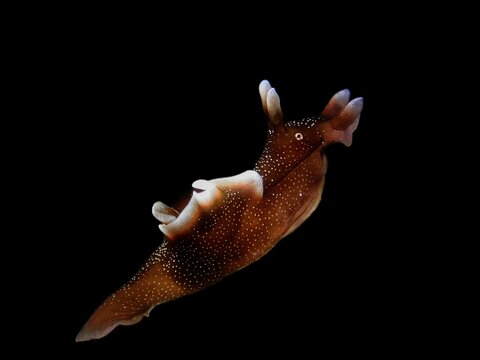 Anaspidea Bilder – Durchsuchen 689 Archivfotos, Vektorgrafiken und ...