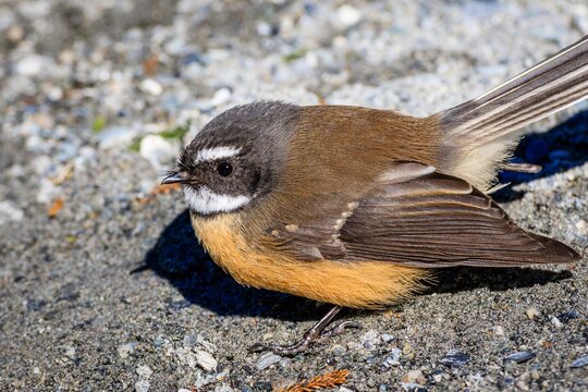 "New Zealand Fantail" Images – Browse 294 Stock Photos, Vectors, and ...
