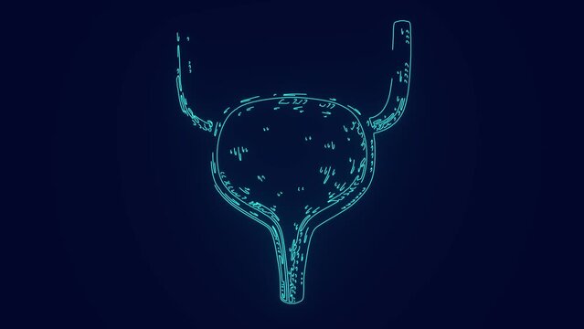 "Urinary Bladder" Images – Browse 100,487 Stock Photos, Vectors, and ...