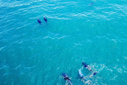 "Showing Off" Images – Parcourir 11,955 le catalogue de photos ...