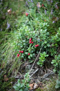 Foxberry bilder – Bläddra bland 54,113 stockfoton, vektorer och videor ...