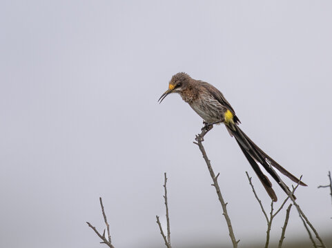 Sugarbird bilder – Bläddra bland 550 stockfoton, vektorer och videor ...