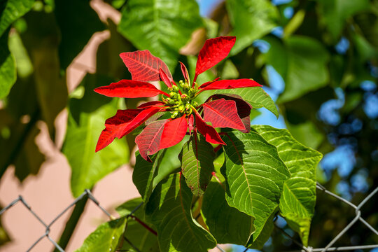 Pascuero bilder – Bläddra bland 74 stockfoton, vektorer och videor ...
