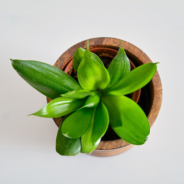 Indoor Plant Top View